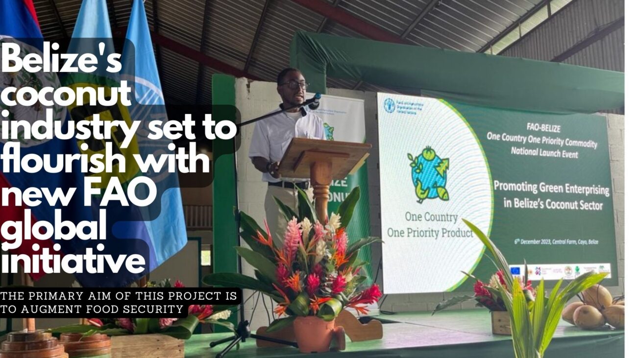 Belize’s coconut industry set to flourish with new FAO global ...