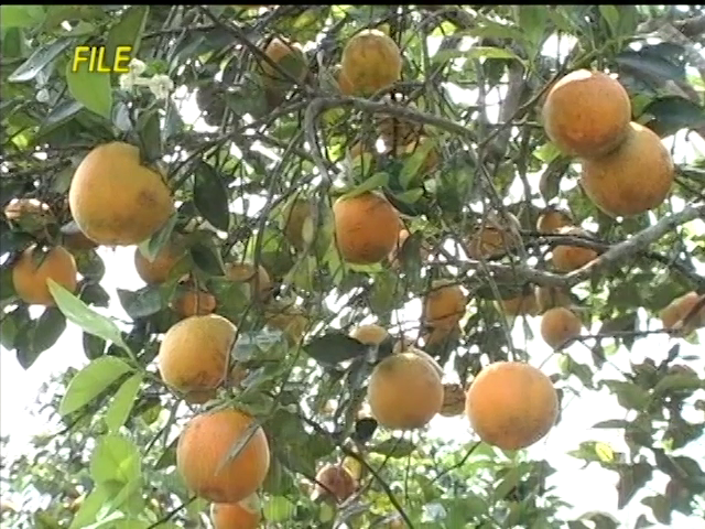 Citrus Official Says Industry is Rebounding Gradually | Greater Belize ...