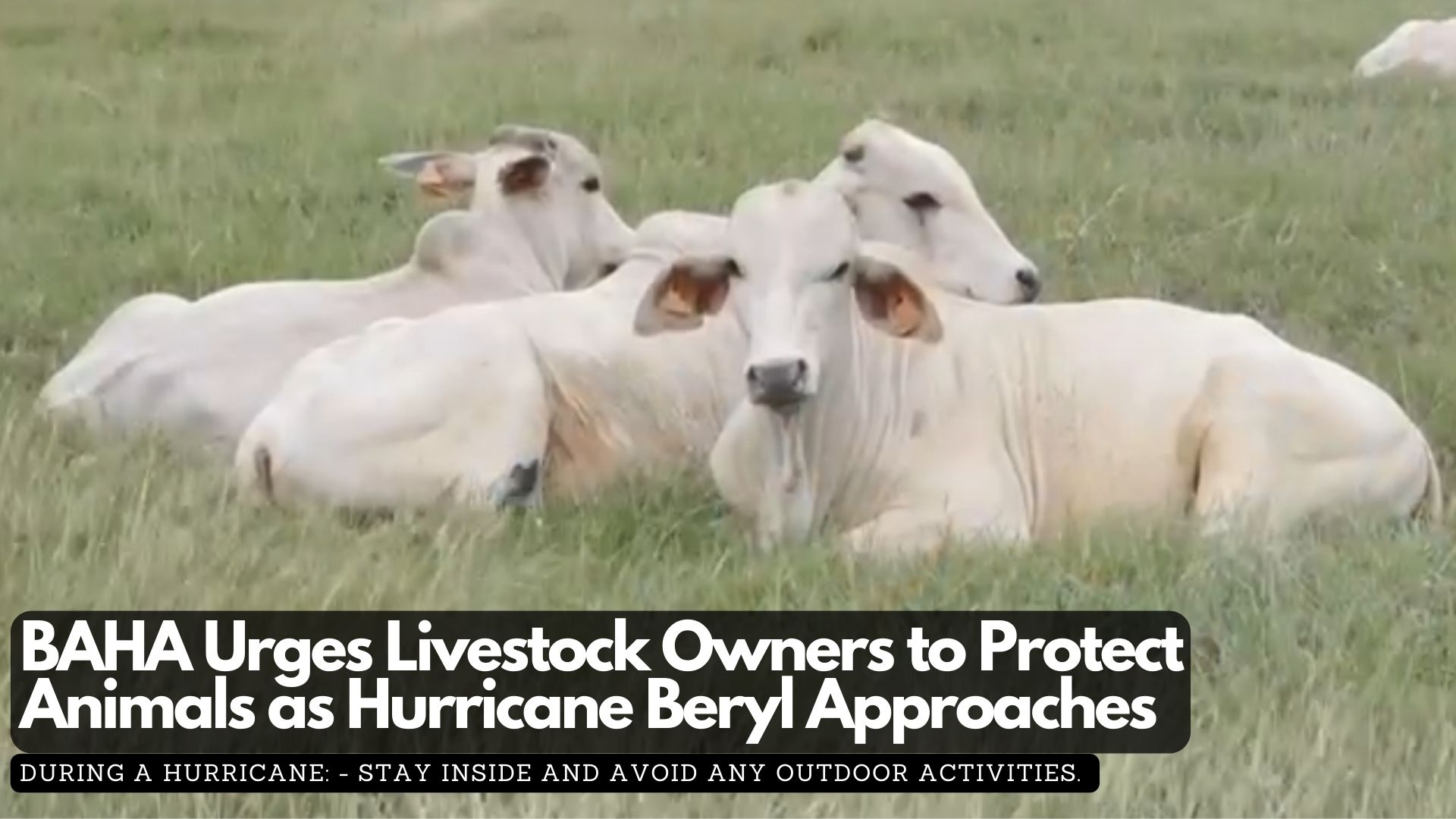 BAHA Urges Livestock Owners to Protect Animals as Hurricane Beryl ...