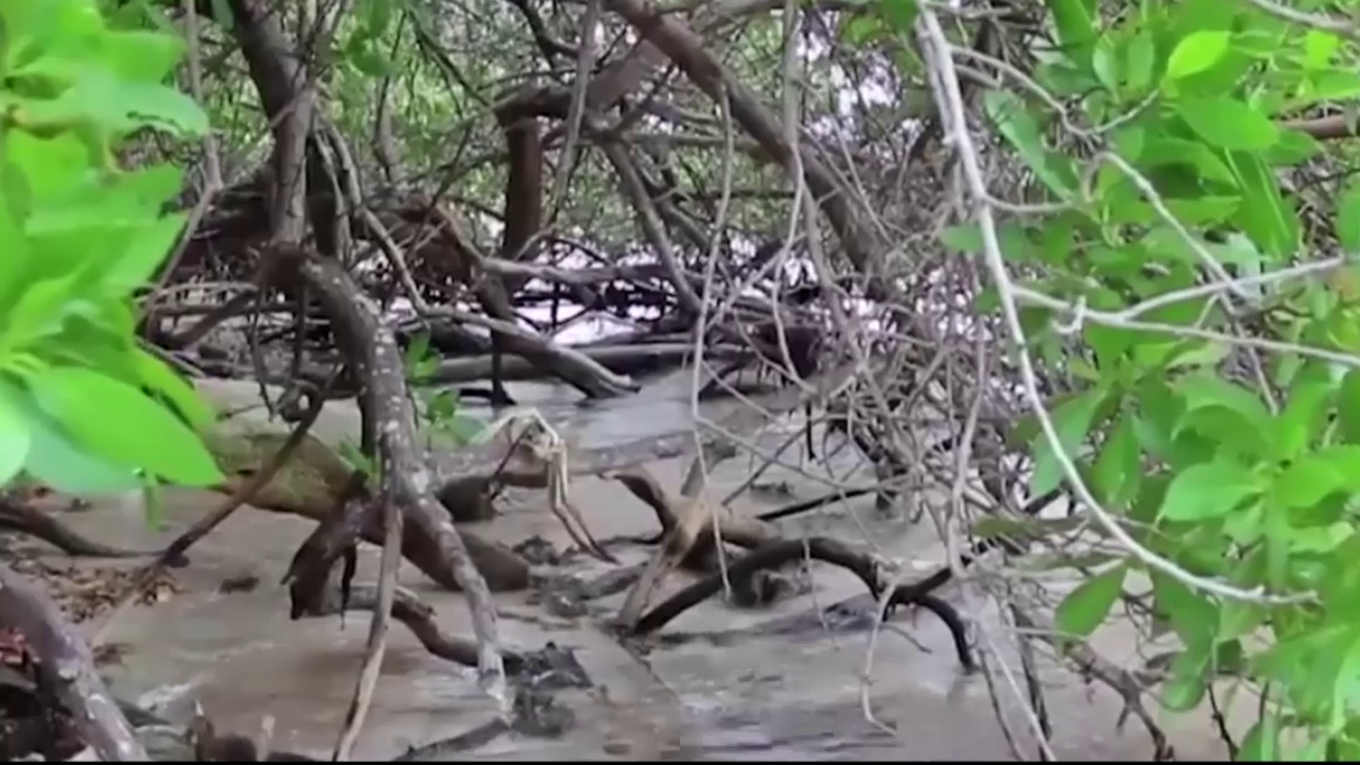 Replanting Belize’s Mangroves to Preserve Biodiversity | Greater Belize ...
