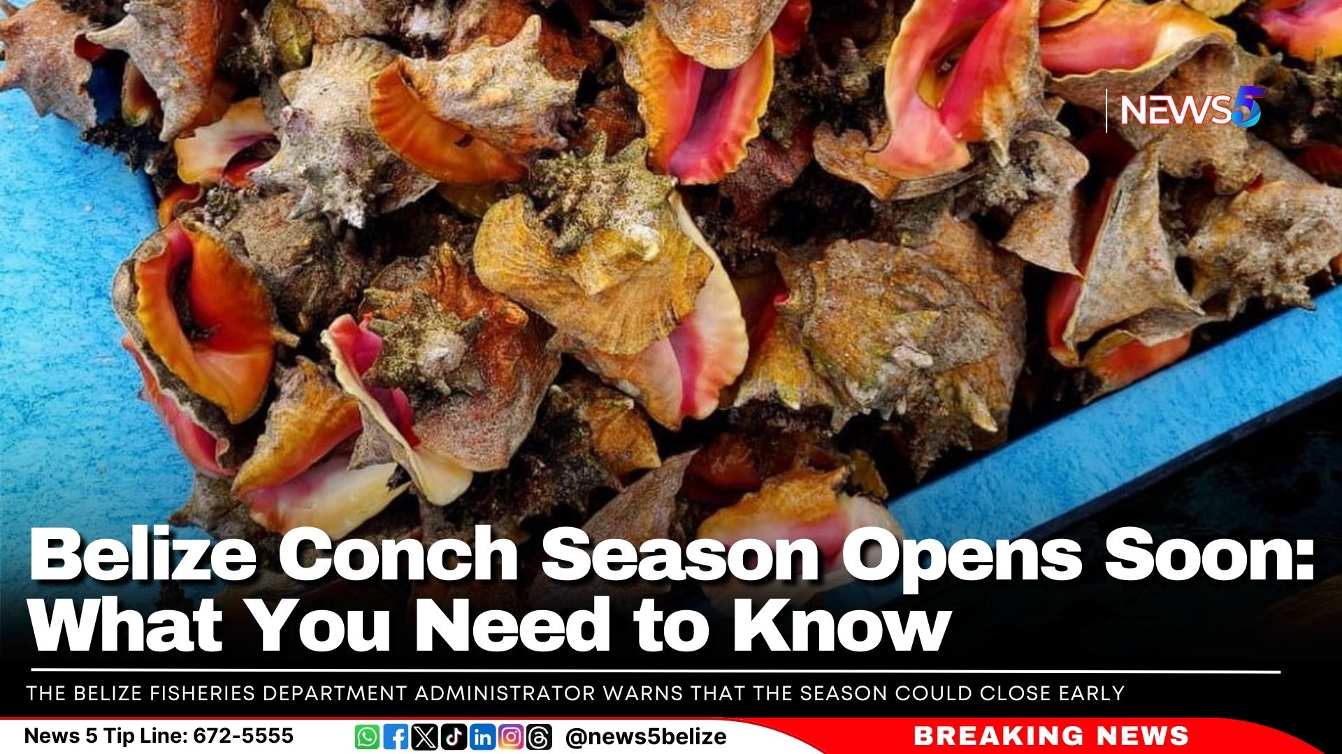 Belize Conch Season Opens Soon: What You Need to Know | Greater Belize ...