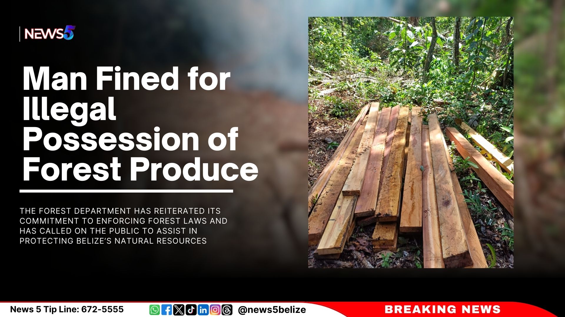 Man Fined for Illegal Possession of Forest Produce | Greater Belize Media