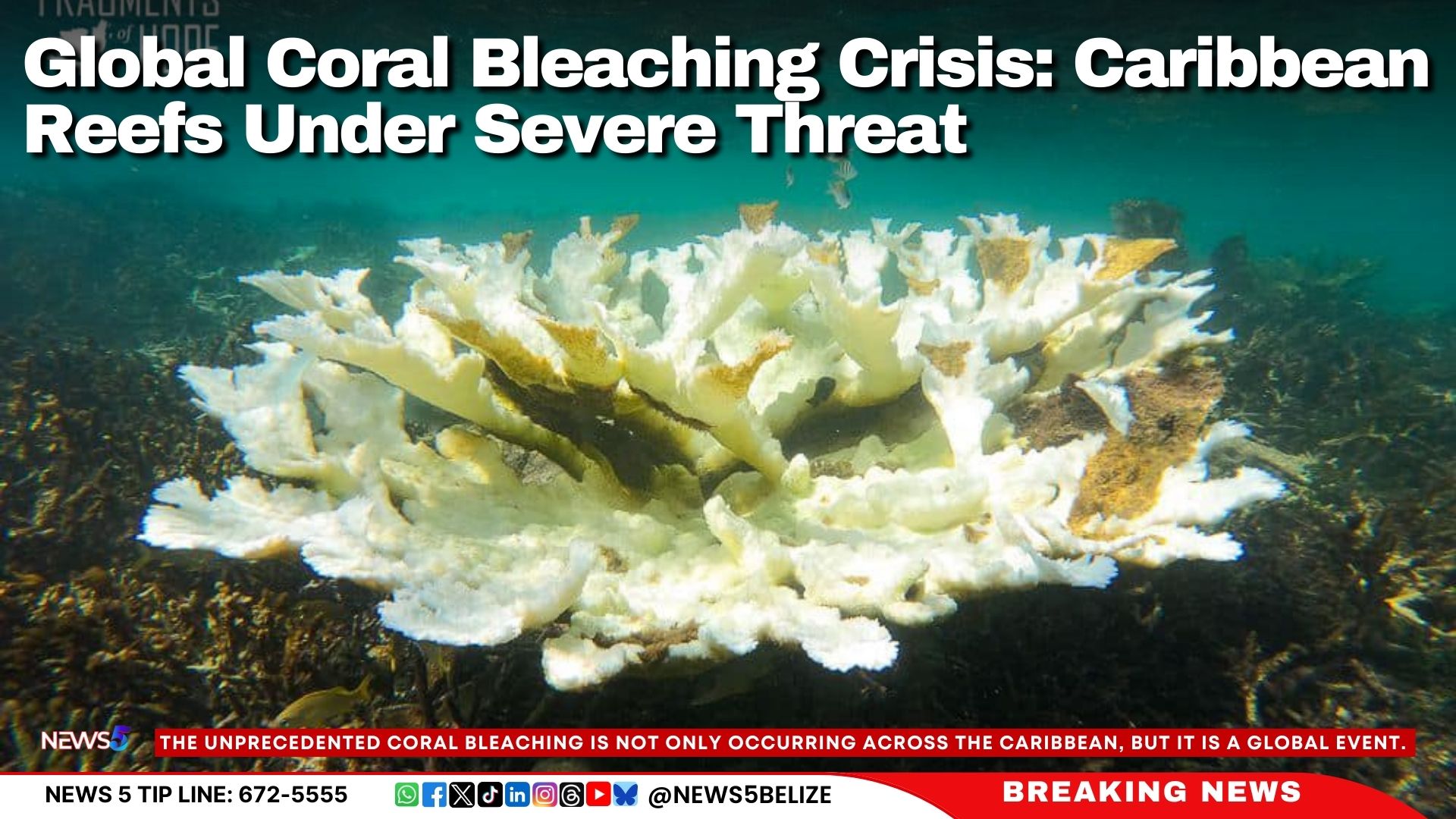 Global Coral Bleaching Crisis: Caribbean Reefs Under Severe Threat ...