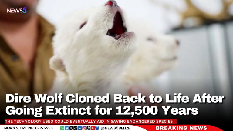 Dire Wolf Cloned Back to Life After Going Extinct for 12,500 Years ...