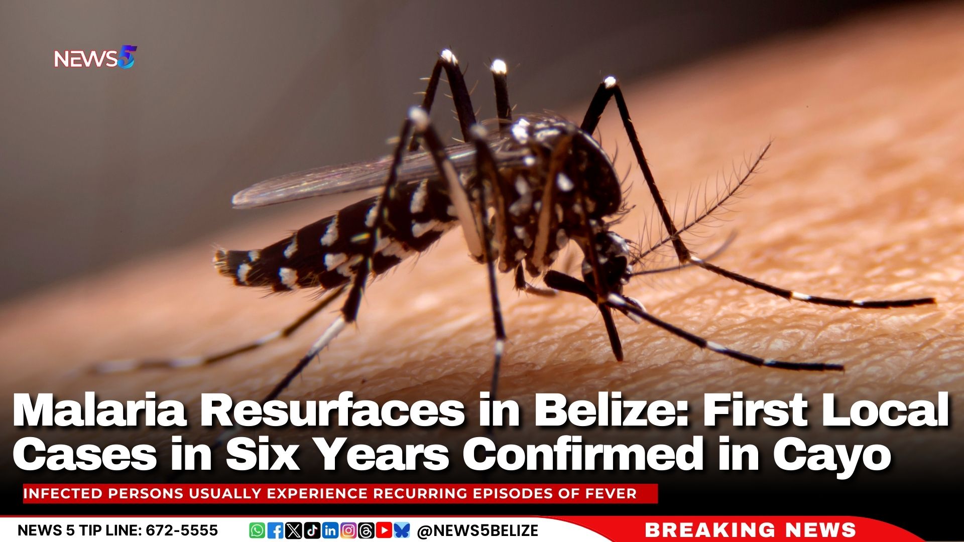 Malaria Resurfaces in Belize: First Local Cases in Six Years Confirmed ...