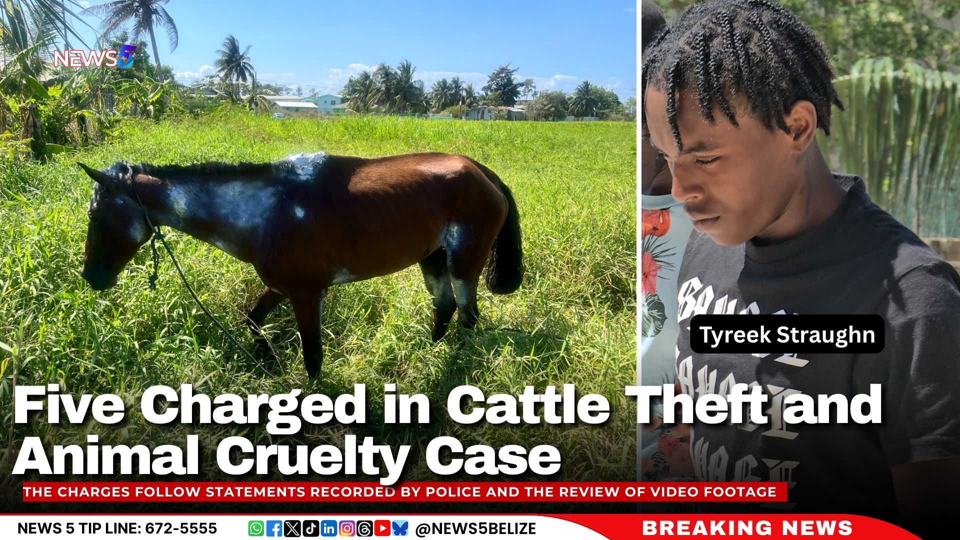 Five Charged in Cattle Theft and Animal Cruelty Case | Greater Belize Media