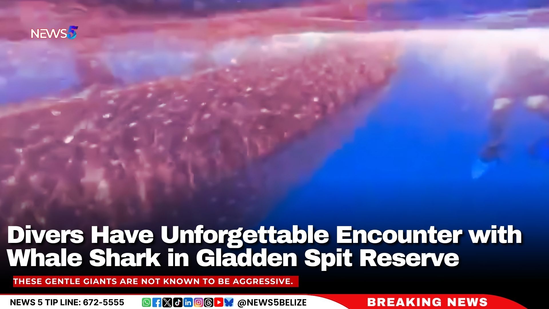 Divers Have Unforgettable Encounter with Whale Shark in Gladden Spit ...