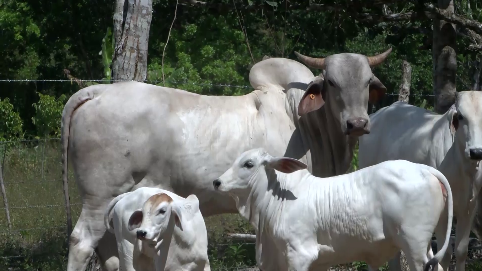 Meet Juan Carillo, Belize’s 2025 Junior Farmer of the Year | Greater ...