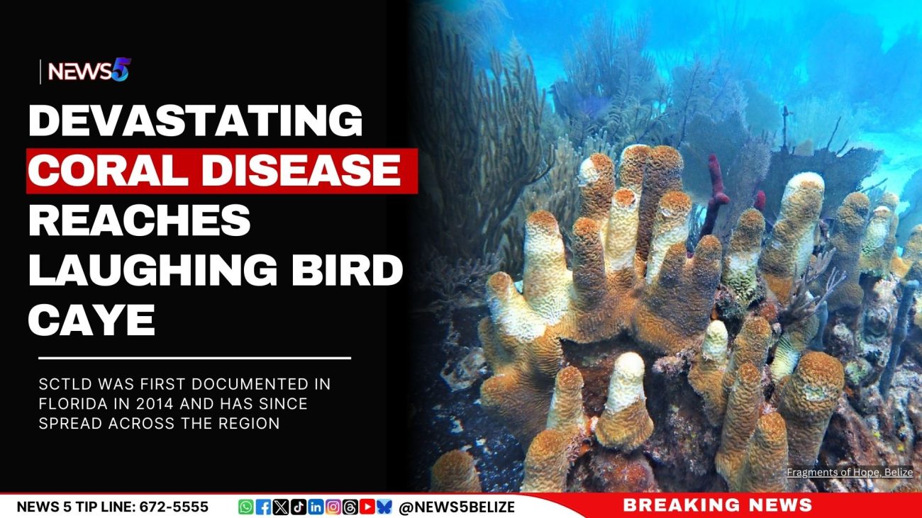 Devastating Coral Disease Reaches Laughing Bird Caye - Greater Belize Media