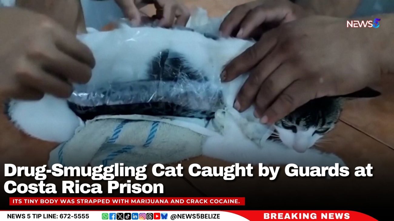 Drug-Smuggling Cat Caught by Guards at Costa Rica Prison | Greater ...
